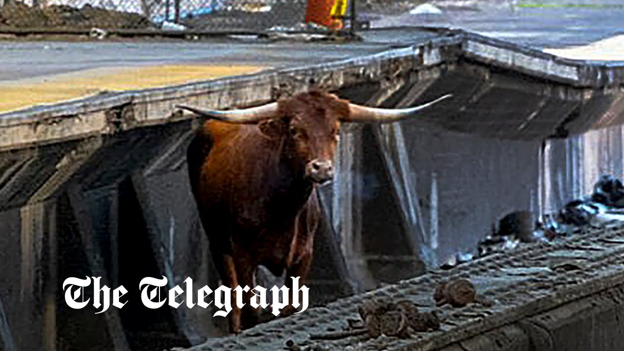 Escaped bull runs around train station after escaping slaughterhouse ...