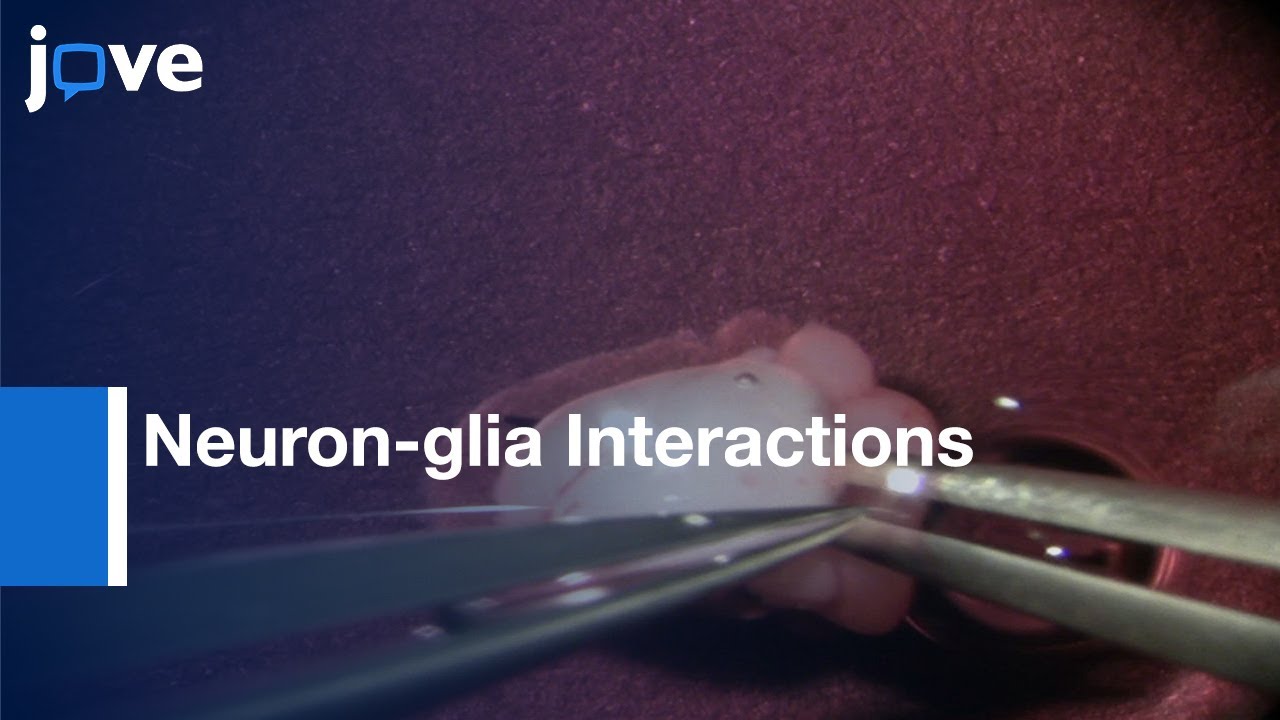Indirect Neuron-astrocyte Coculture: Neuron-glia Interactions | Protocol Preview - YouTube
