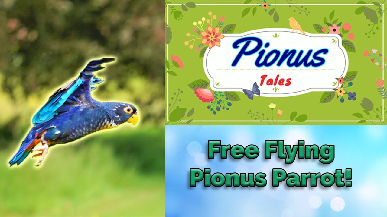 Baby Bronze Wing Pionus Parrot's First Free Fly | Lyra Finale | Ep10 ...