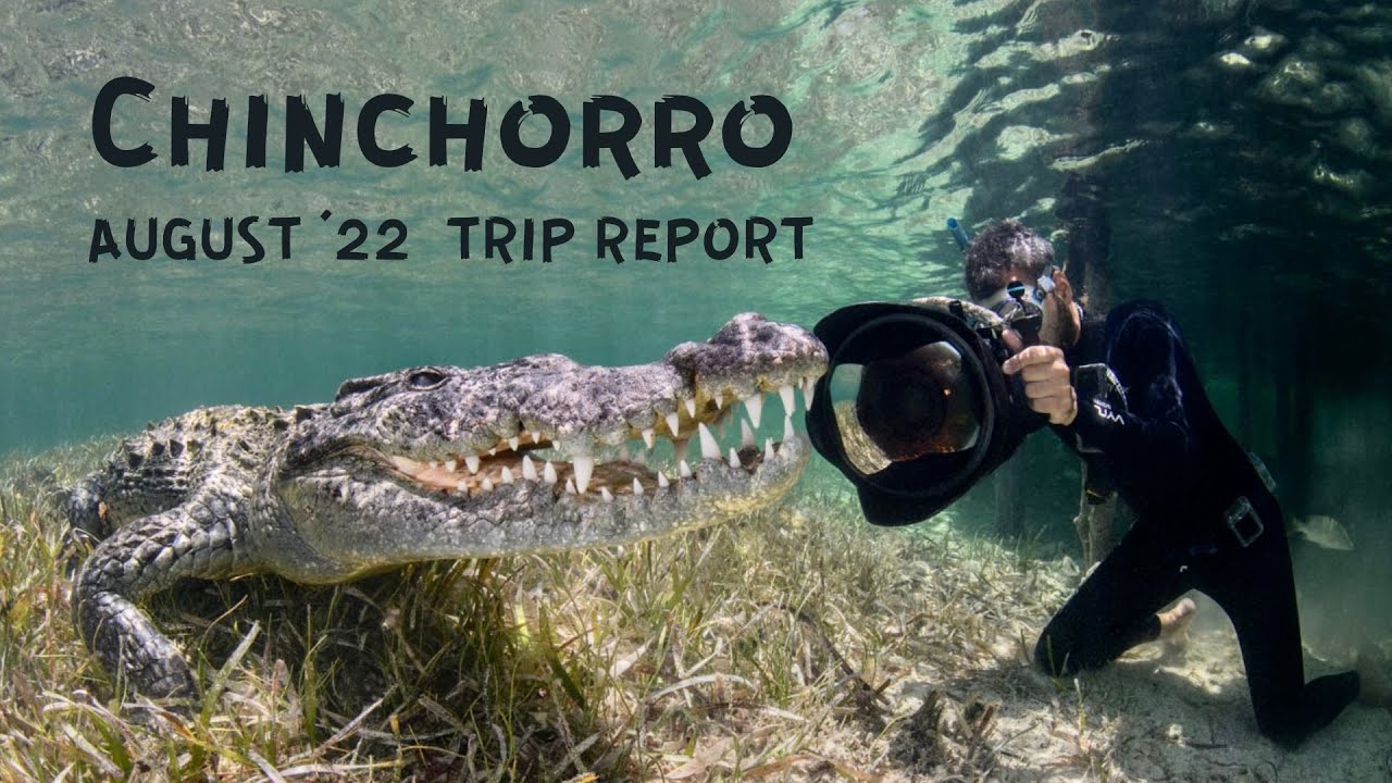 Diving with Crocodiles at Chinchorro Banks (4K) - YouTube