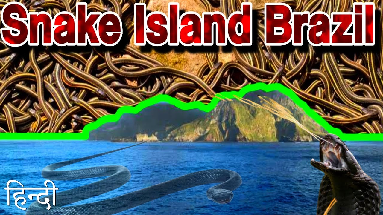 Restricted Area!! Explaining the World's Most Dangerous Snake Island 🐍⚠ ...