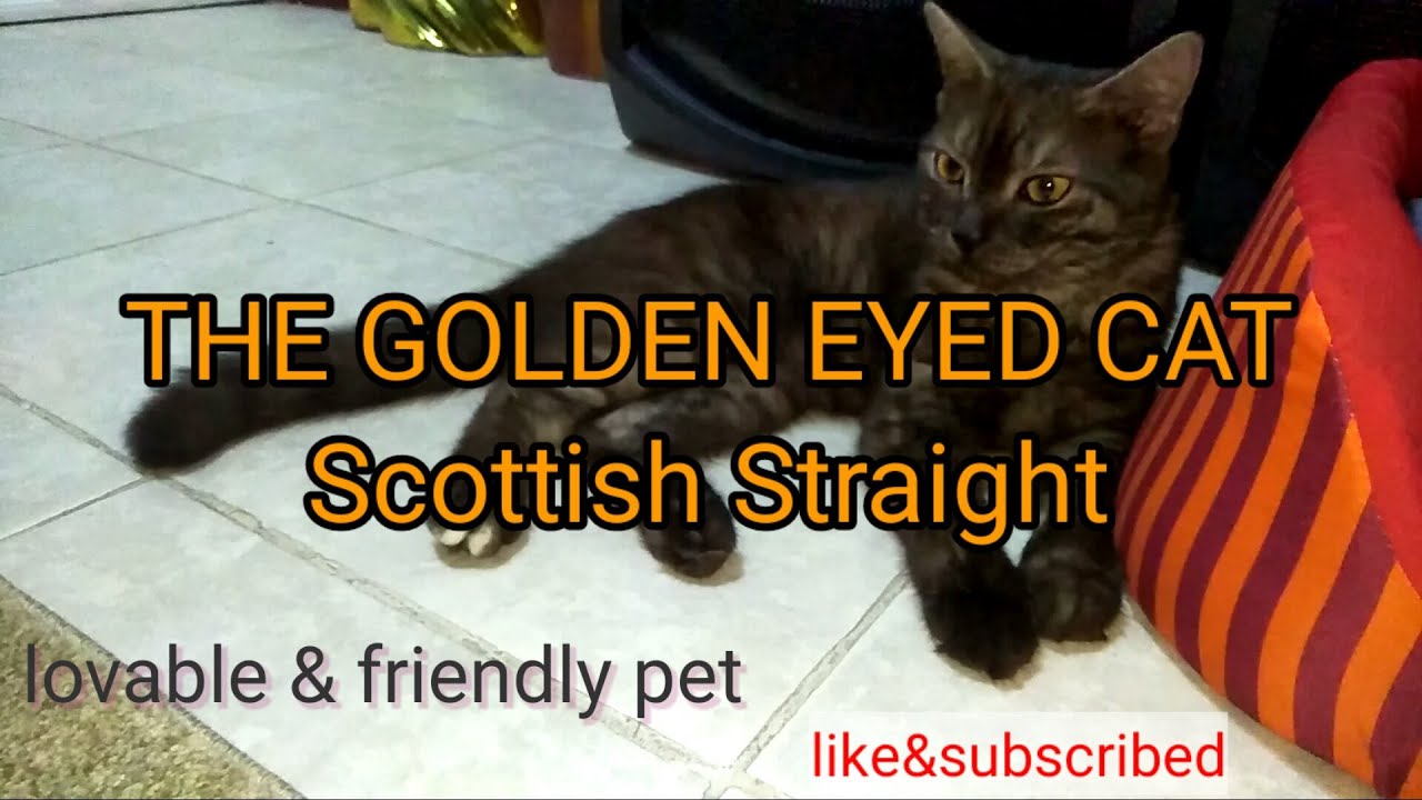 THE GOLDEN EYED CAT?.||Cat Kawaii, Mie Goldo Ne|| .Namai Scottish ...