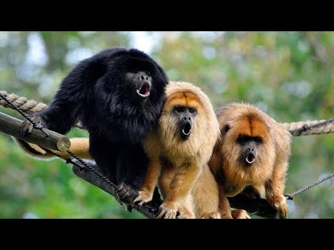 monkey sound. The funniest monkey sounds. - YouTube