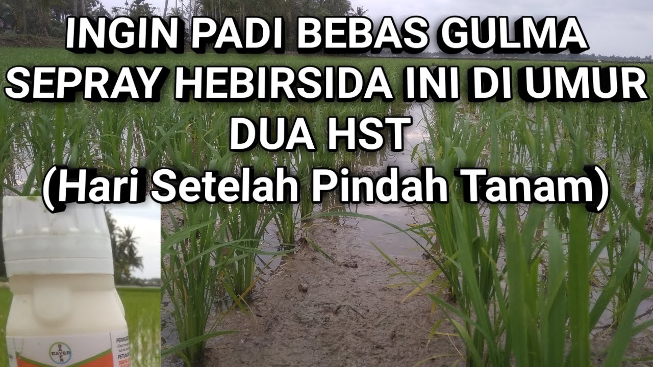 Cara Ampuh Kendalikan Gulma Pada Tanaman Padi ( Hebirsida Council ...