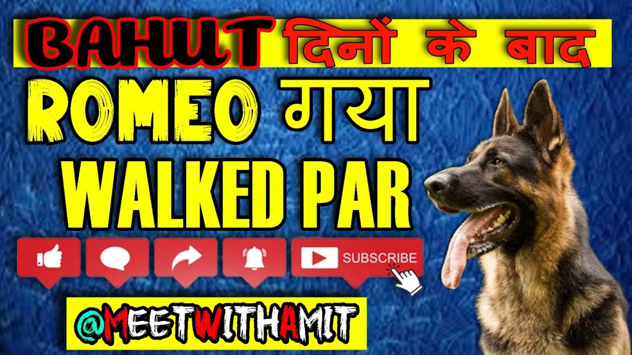 Romeo - German Shepherd Dog | Meet With Amit #trandingvideos # ...