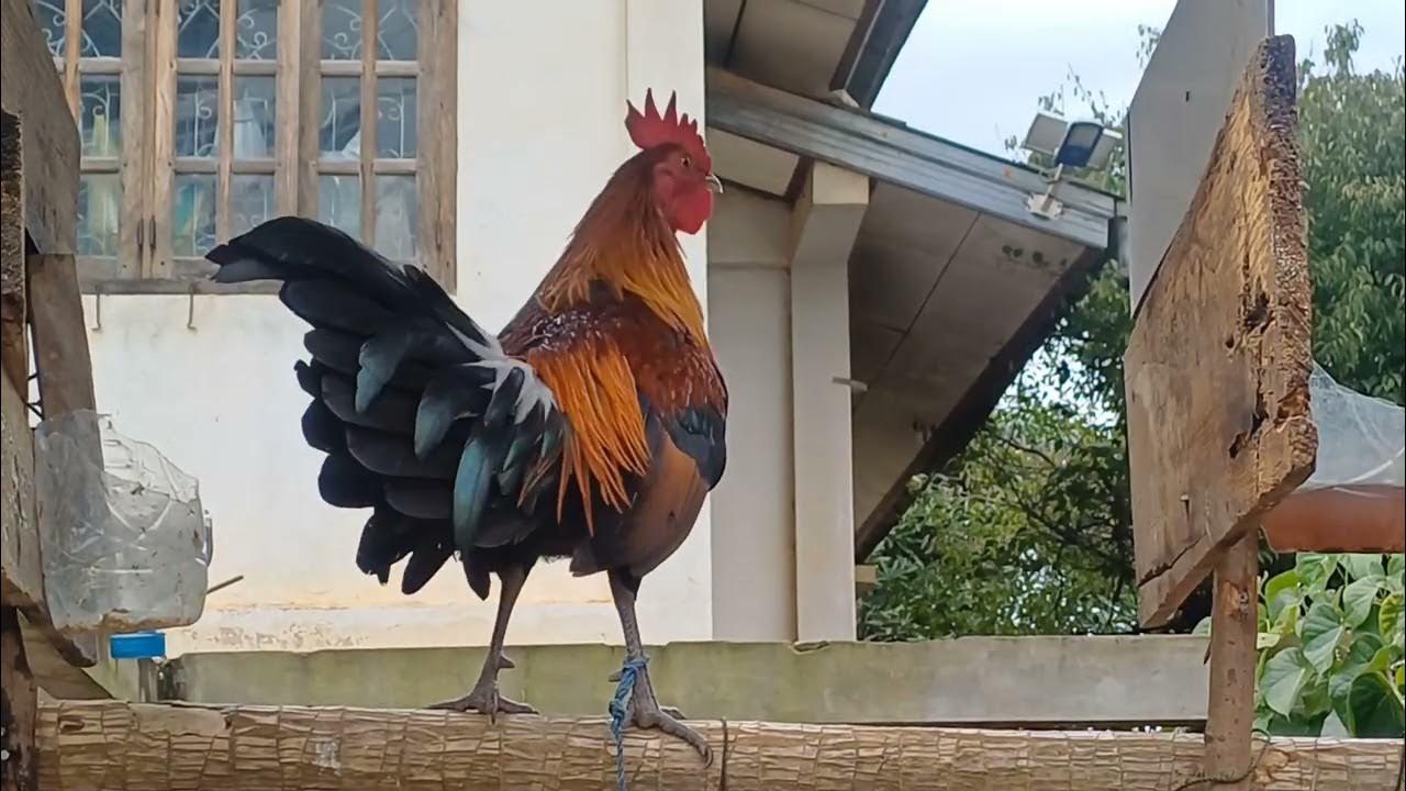 saib qaib dib noob tuaj zoo nyiam nug tau nawb - YouTube