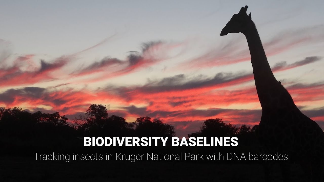 Kruger Malaise Program - Video Abstract - YouTube