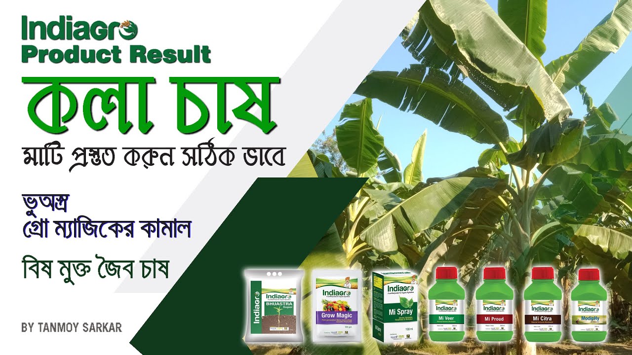 kola chas | Bananas cultivation | Organic Product | Indiagro product ...