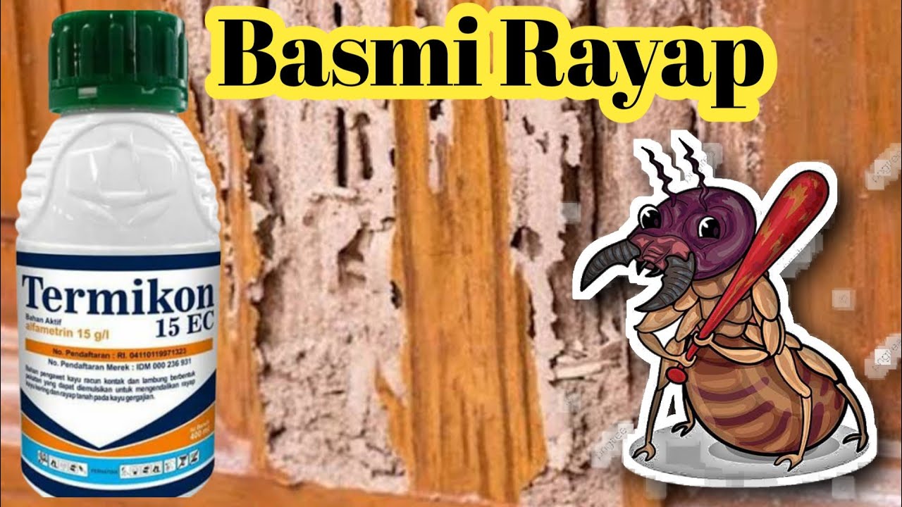 Basmi rayap dengan termikron 100% mati - YouTube