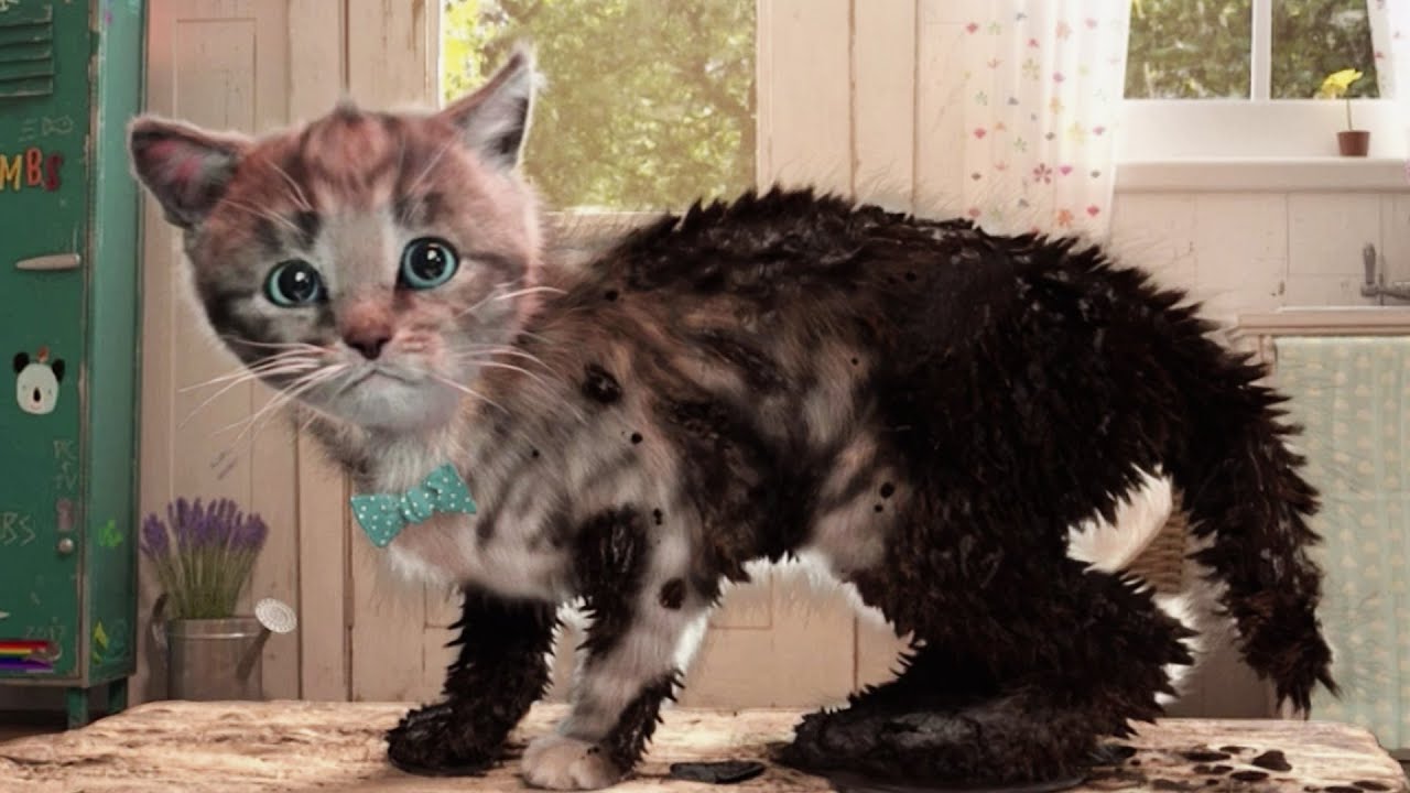 Little Kitten Preschool - Kitten Go To School Fun Preschool Kids Games ...