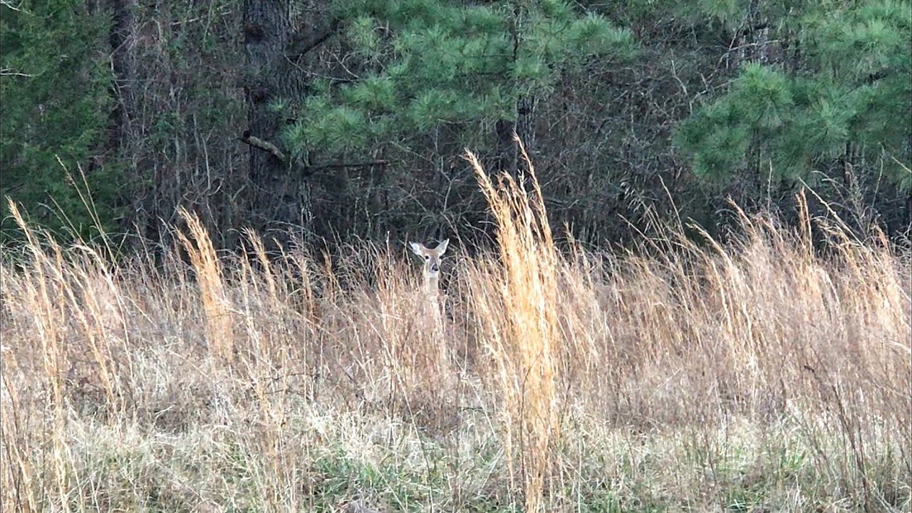 {Shed | Head} - Quest: Third Weekend February Shed Hunt - YouTube