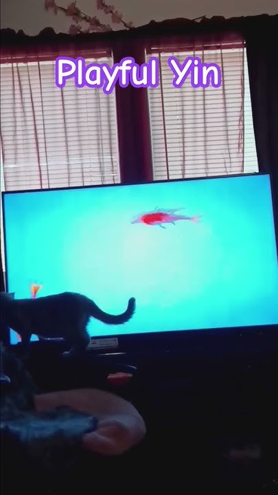 Cute Kittys Playing Kitten Catvideos Cat Adorable Shorts Fypシ゚viral Foryou Youtube