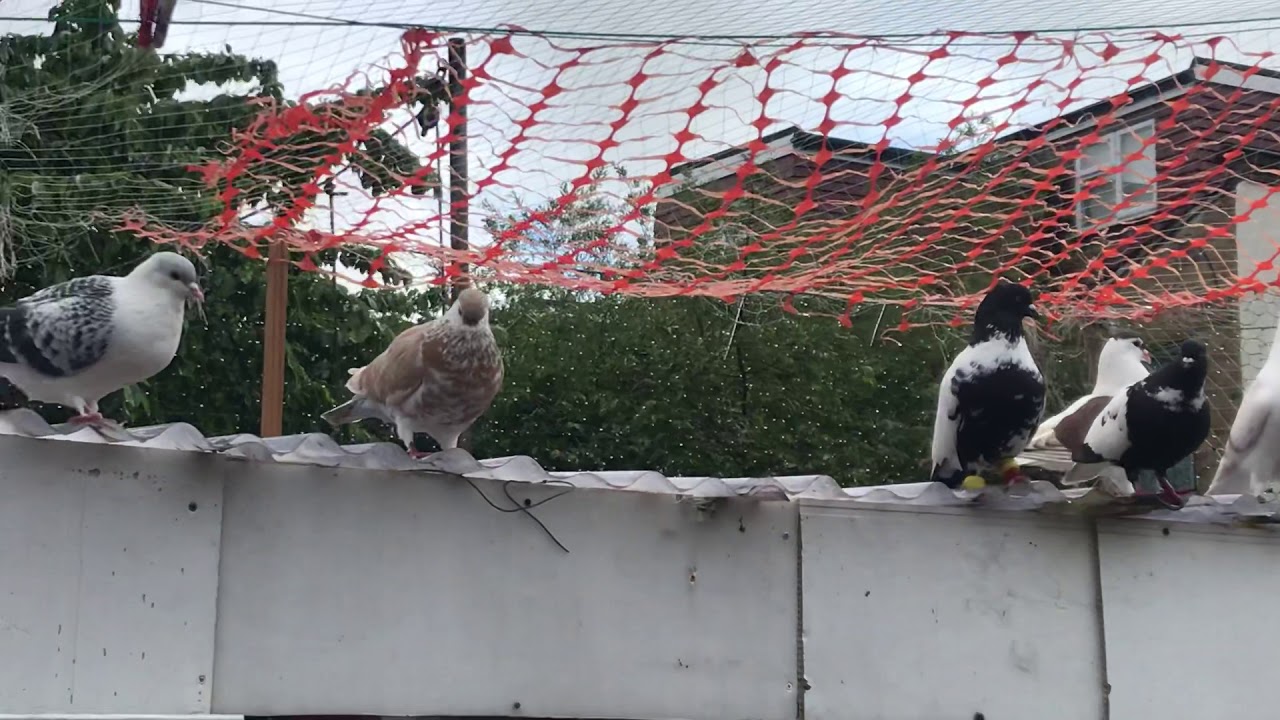 Afghan Pigeons for sale in London, UK - YouTube