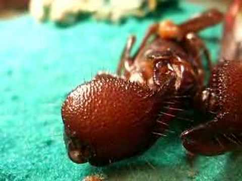 Scorpion (Gladiator) cleaning himself - YouTube