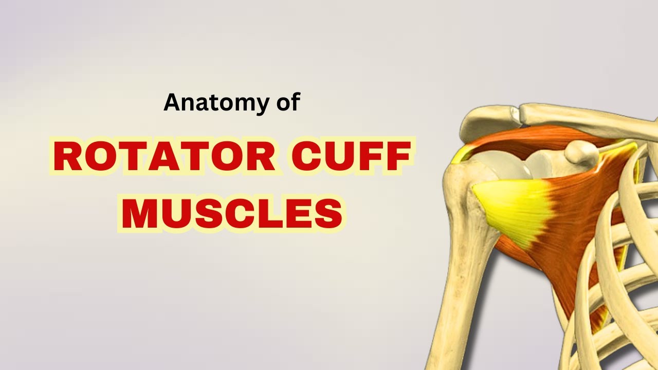 Rotator Cuff Muscles Anatomy | Muscles of Scapular Region | Doctor ...