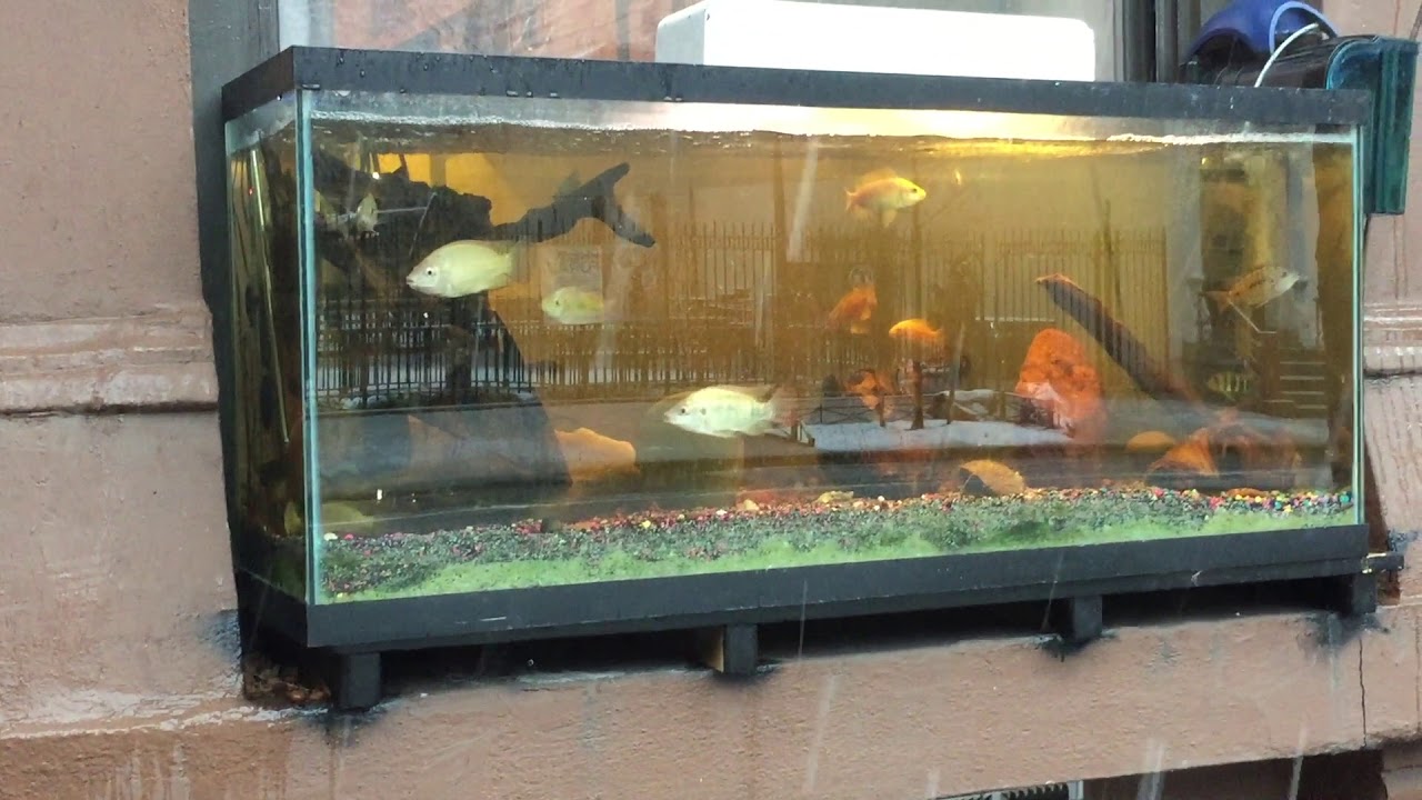 Coolest Outdoor Fish Tank NYC Winter 2018 Nor'easter - YouTube