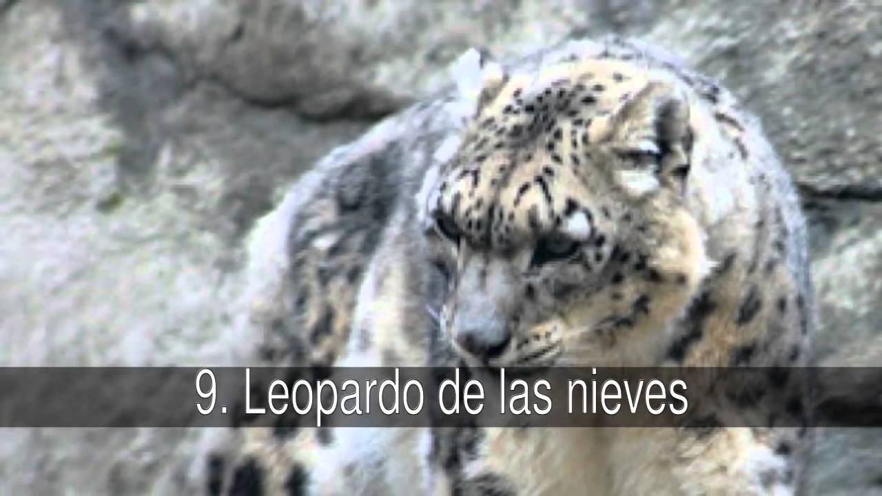 Los felinos más bellos del mundo - YouTube