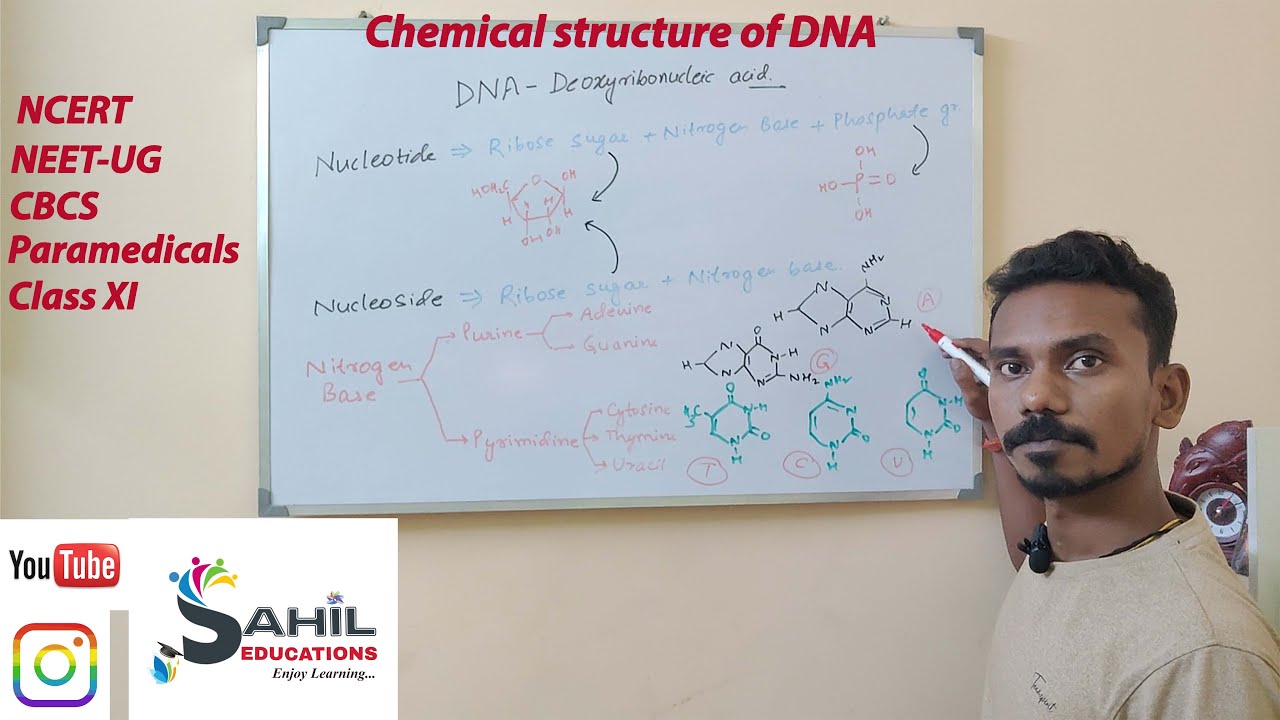 DNA | Molecular Structure | Deoxyribonucleic acid | NCERT | Biology ...