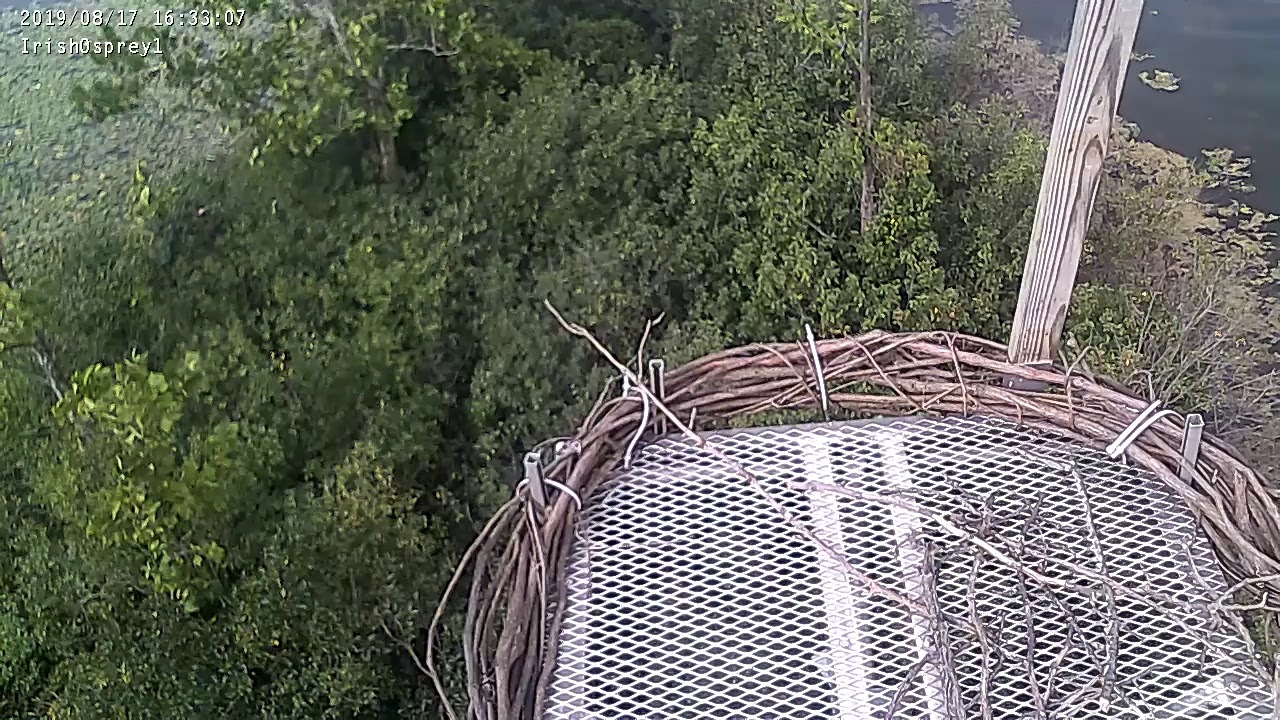 Irish Osprey Live Stream - YouTube