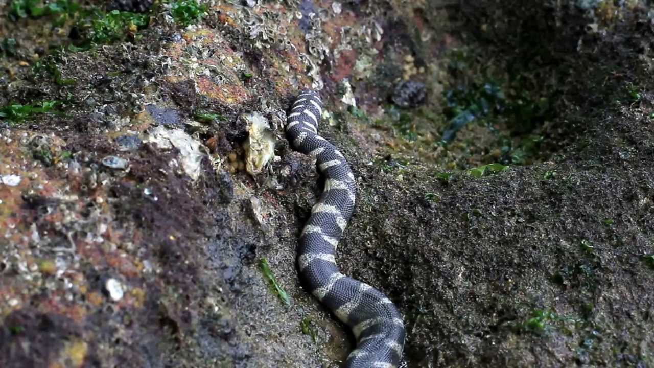 Banded File Snake - YouTube