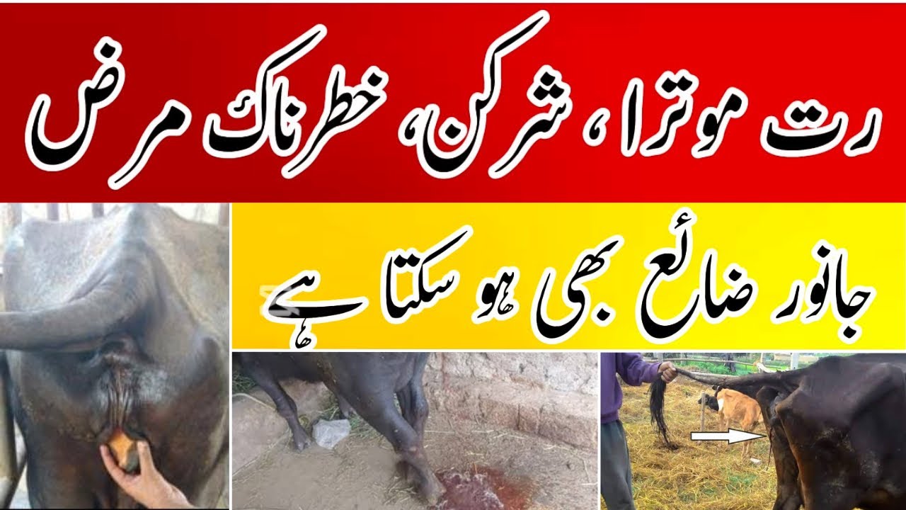 Post Parturient Hemoglobinuria || Ratt Moootra || Red Urine in Cattle ...