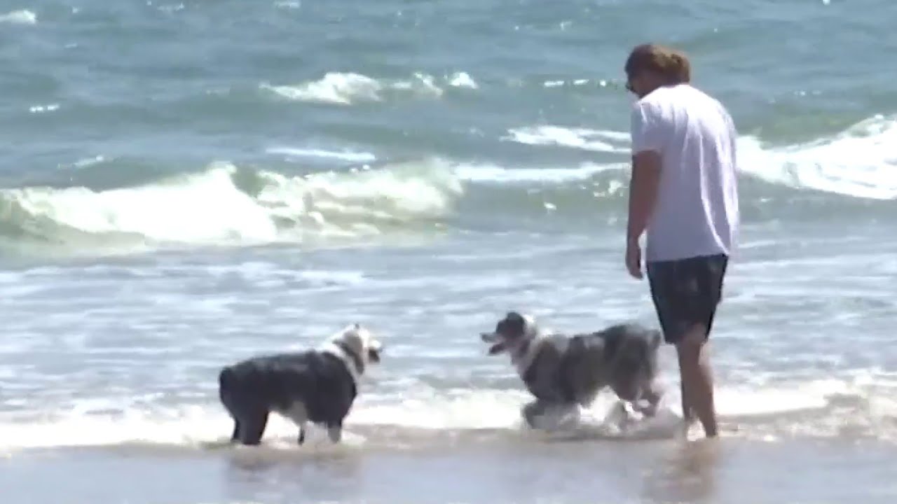 Navarre Beach Dogs: The Ultimate Pet-Friendly Guide to Fun, Rules ...