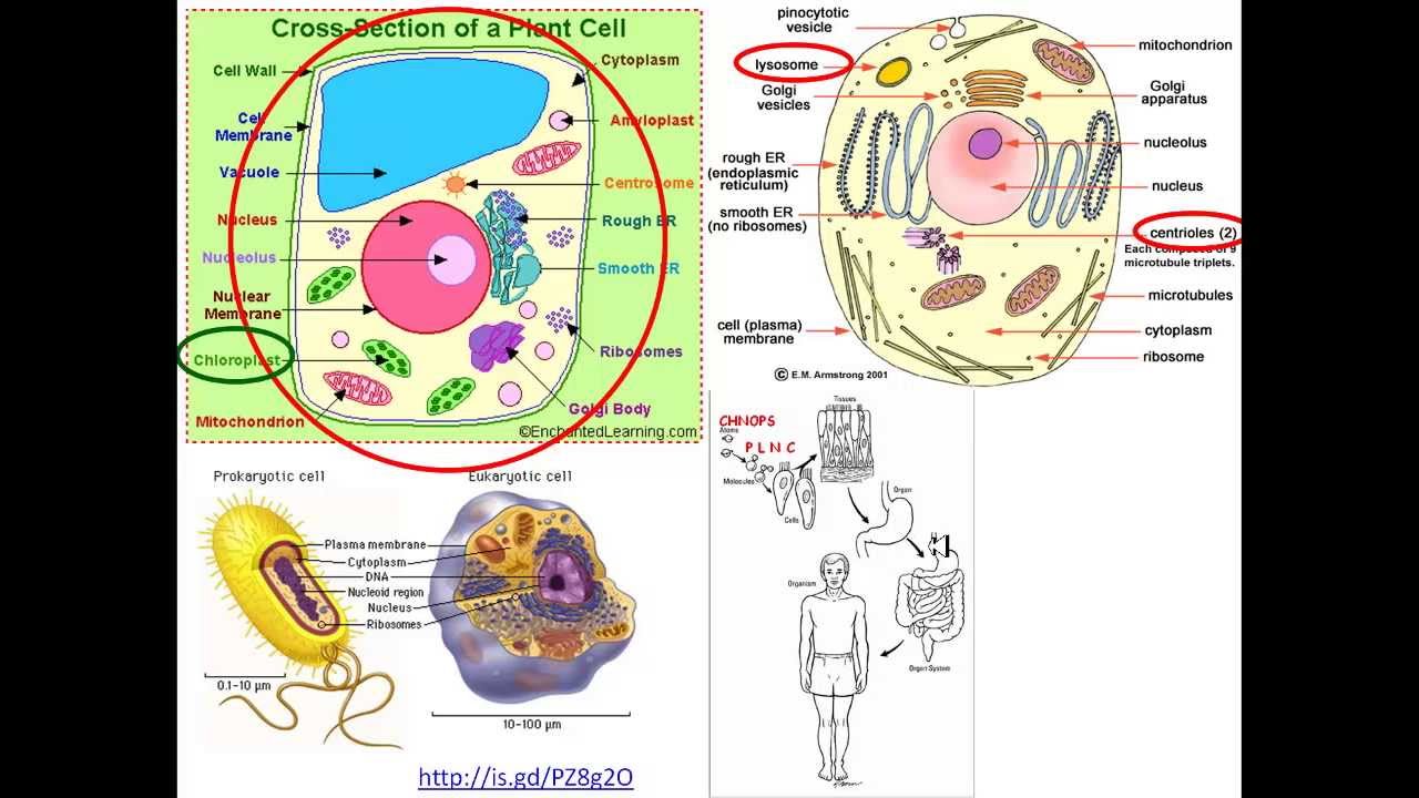 Cell Unit III Review - YouTube