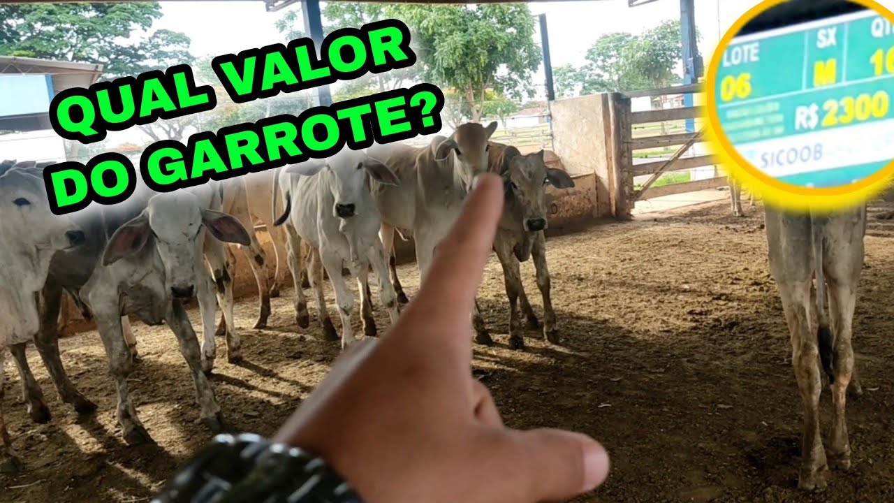 QUAL VALOR DO GARROTE NELORE E CHOQUEADO ? PREÇO ATUALIZADO - YouTube