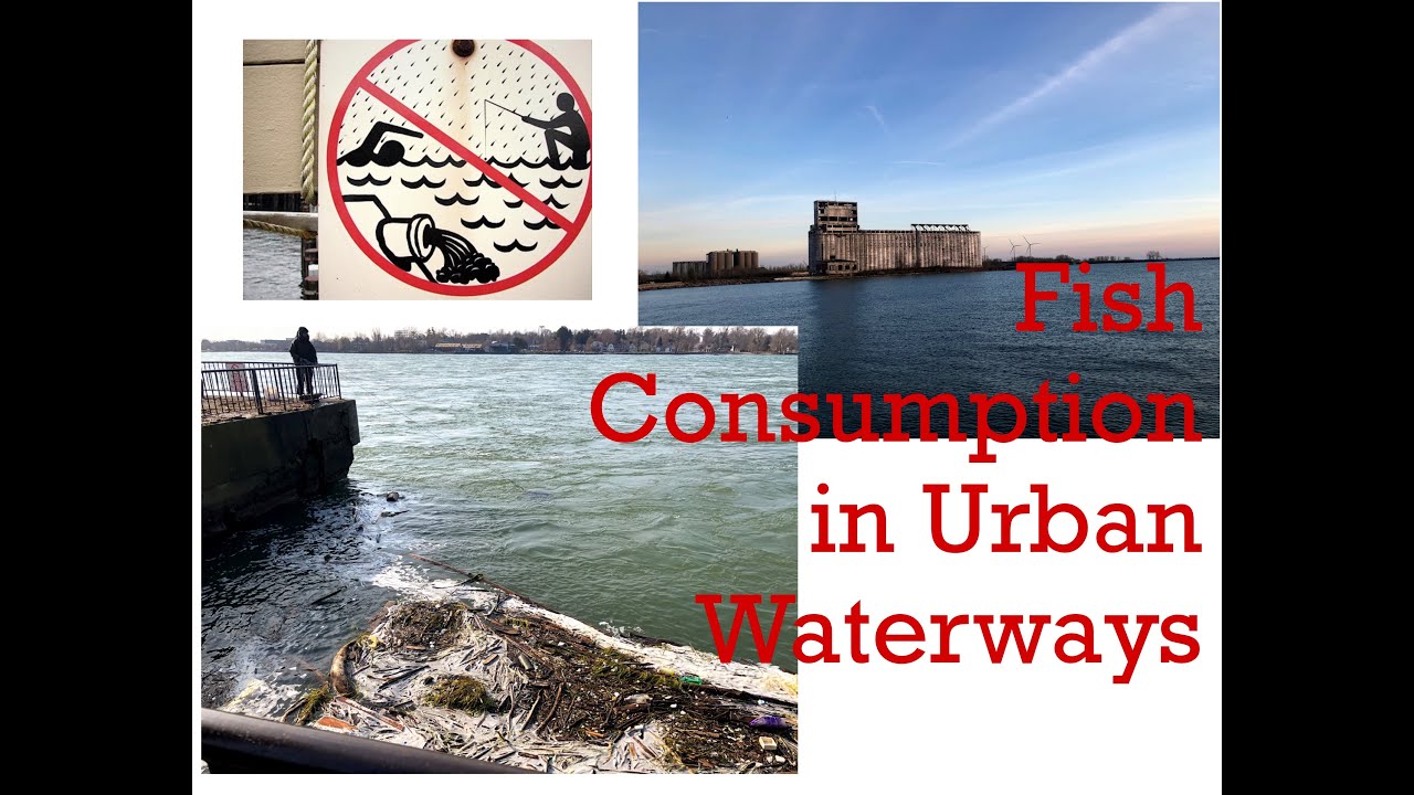Fish Consumption in Urban Water Ways | Environmental Justice - YouTube