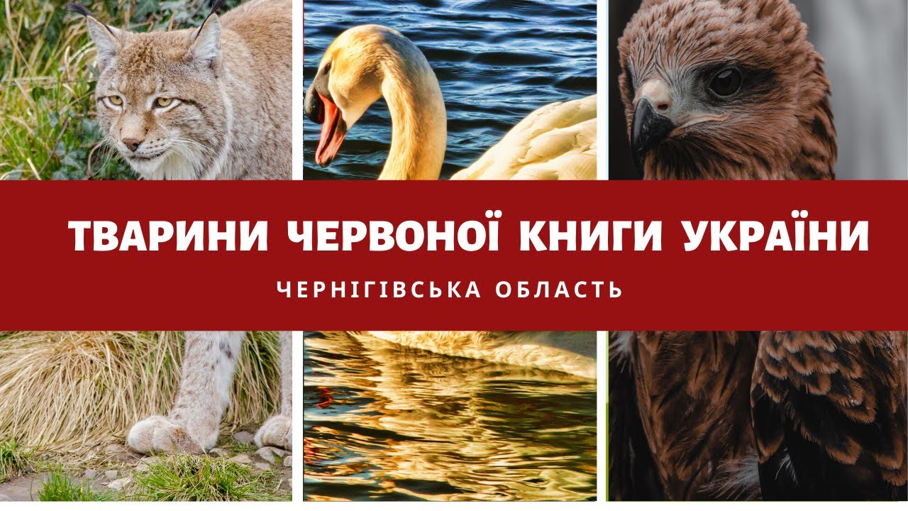 Тварини Червоної книги України Чернігівська область Youtube
