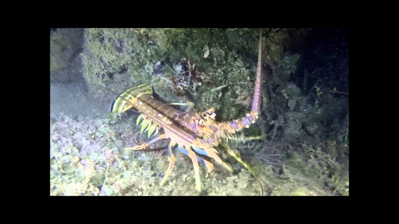 Spiny Lobster On A Night Dive In The Florida Keys - YouTube