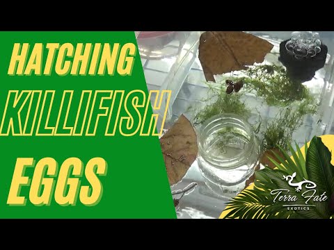 Hatching Killifish Eggs | Methods & Initial Care - YouTube