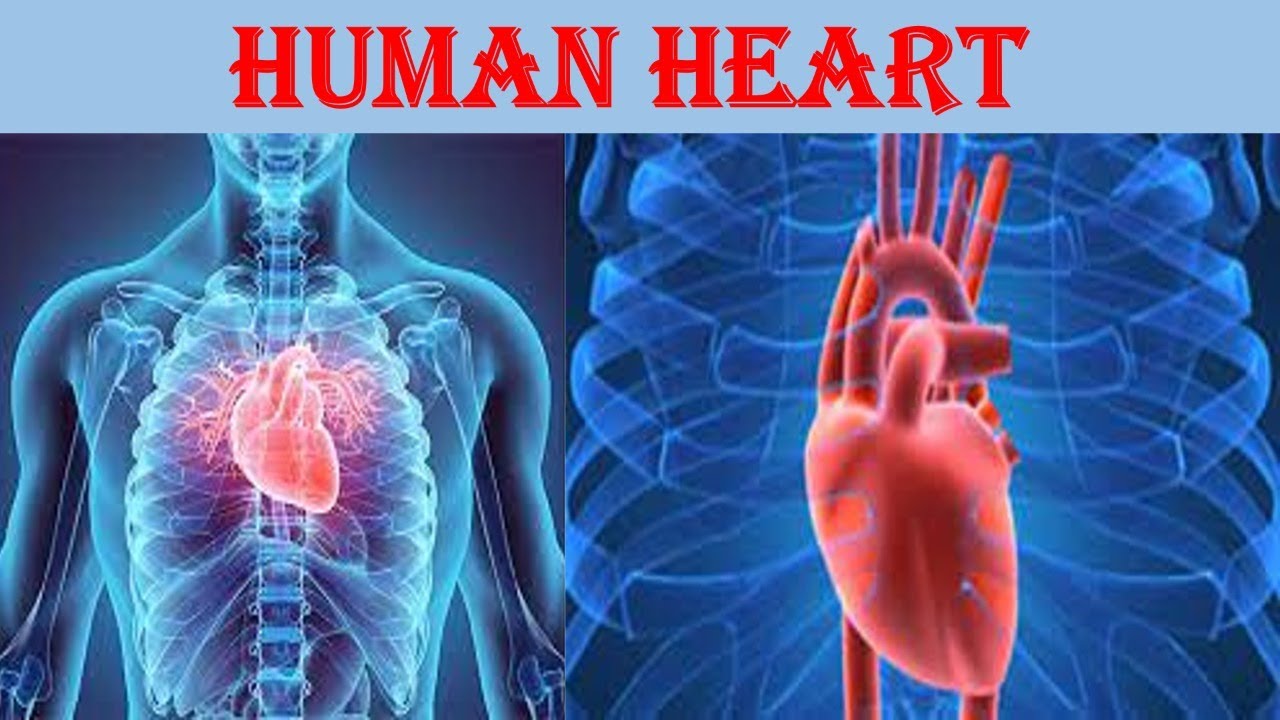 HUMAN HEART - YouTube
