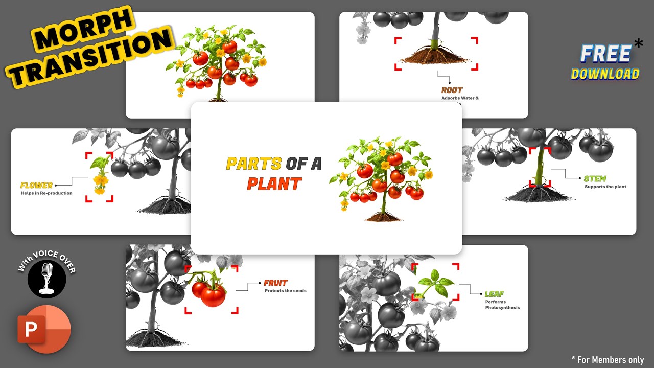 151.PowerPoint Animation Trick with Images using MORPH transition ...