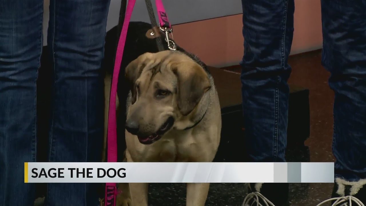 FURRY FRIDAY: Meet Sage the dog - YouTube