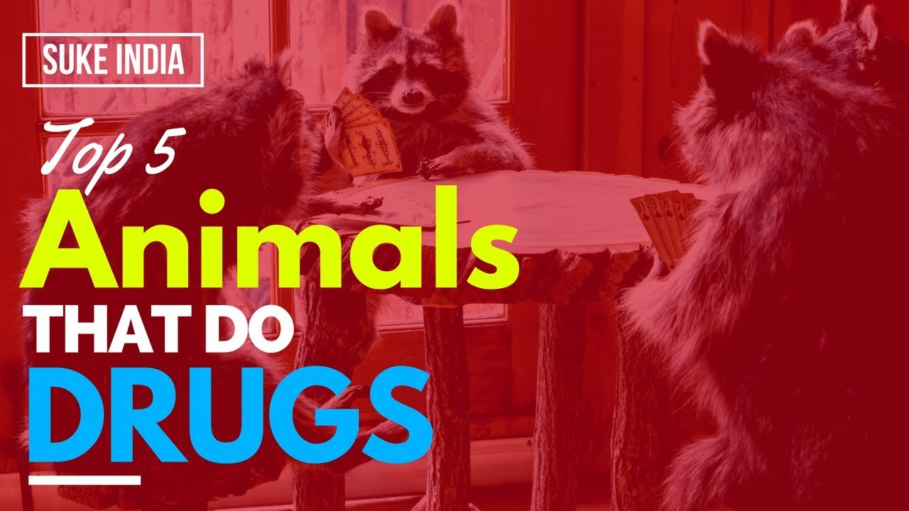 Top 5 Animals That Love Doing Drugs | Suke India - YouTube