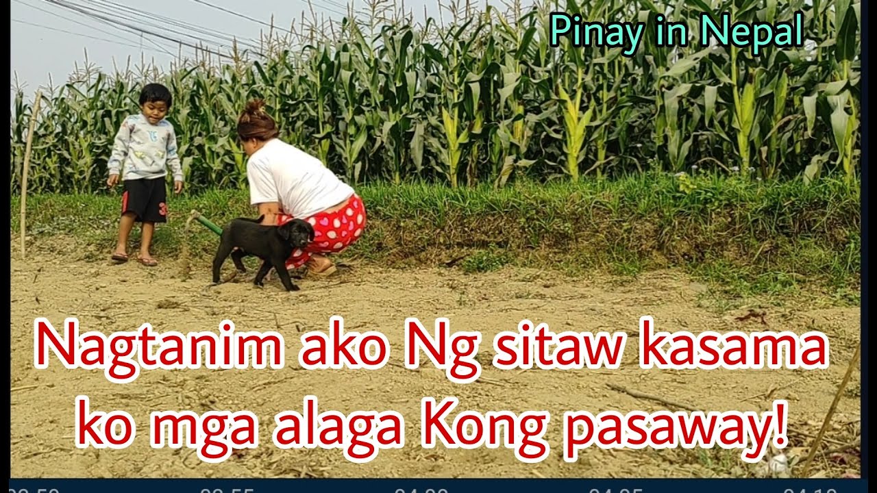 Nagtanim ako ng sitaw kasama mga alaga kong pasaway! - YouTube