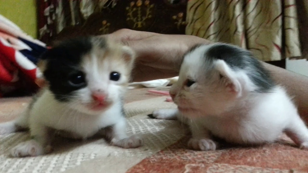 New born baby kittens - YouTube