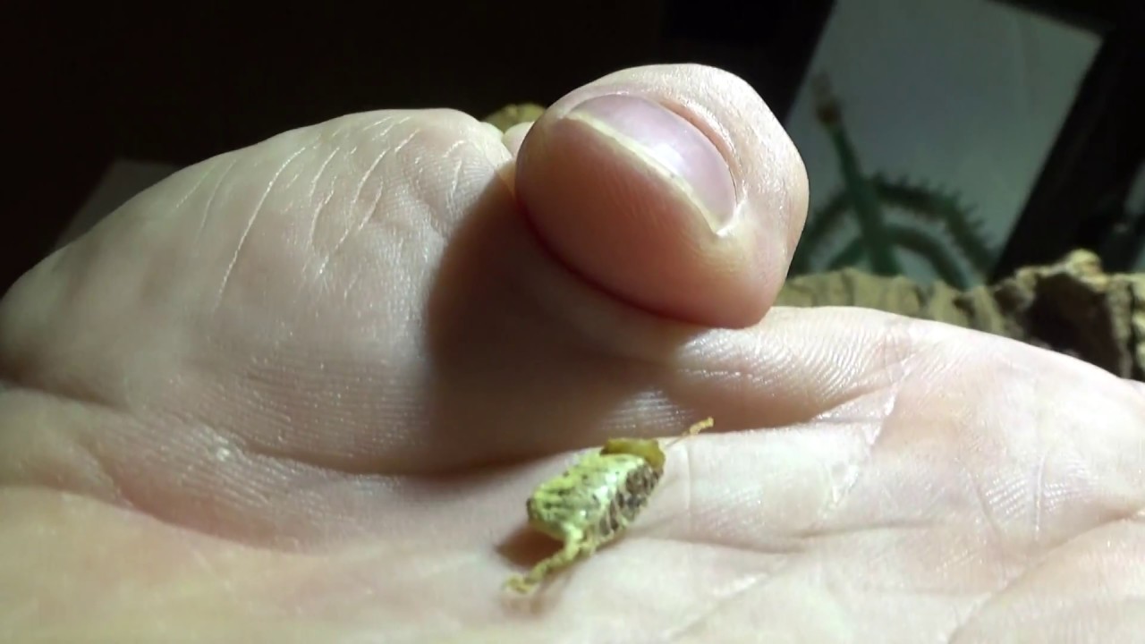 Cryptic Mantis (Sibylla pretiosa) Care Video - YouTube