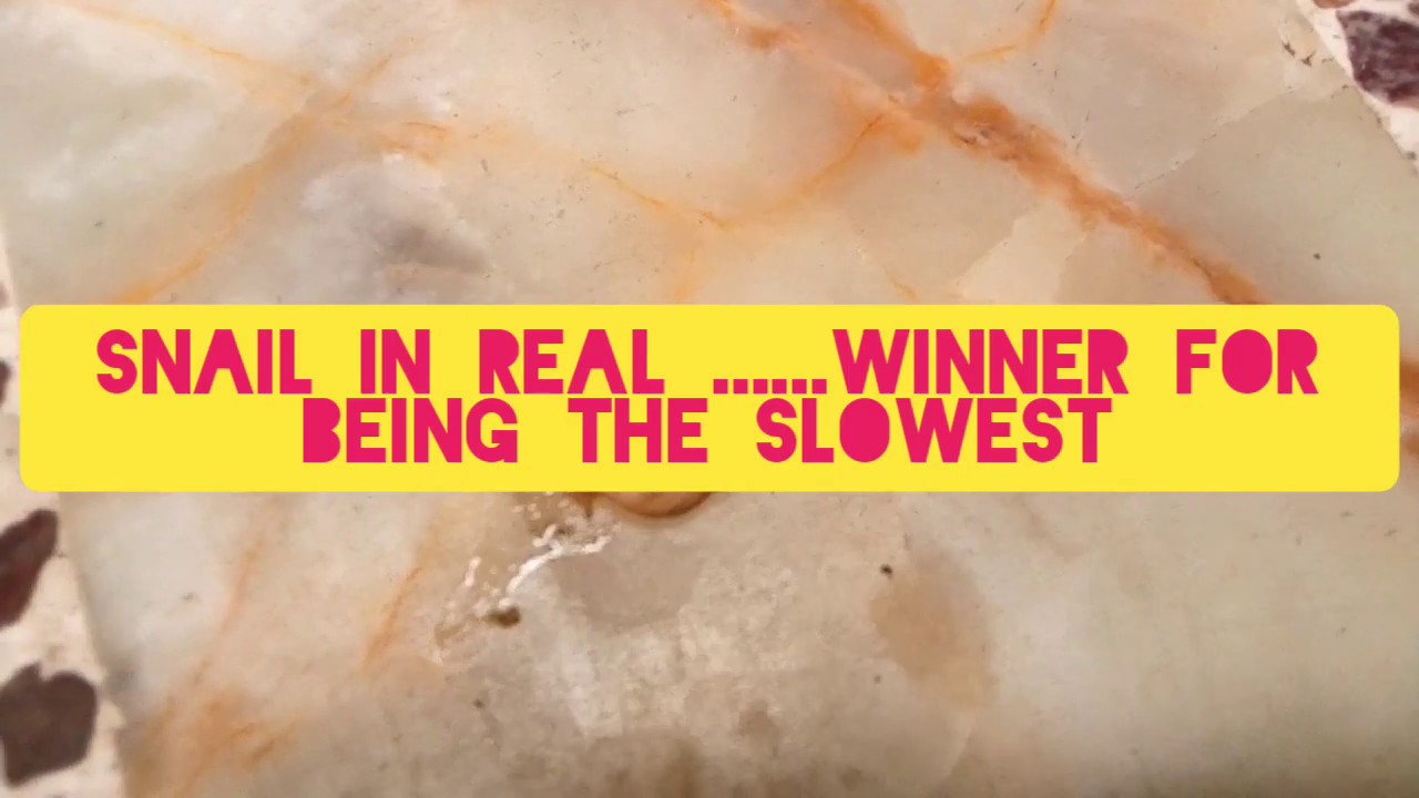 learning through discovery....real movement of snail is interesting to ...