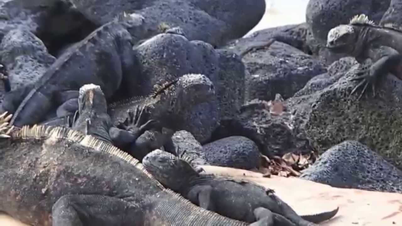 Marine Iguanas Ejecting Salt from Nostrils - YouTube
