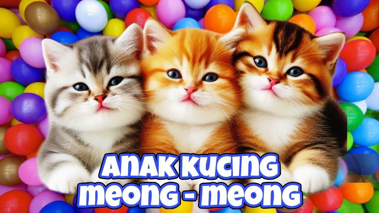 Anak Kucing Meong Meong ‼️ Kitten Meow Meow ‼️ Funny Cat - YouTube