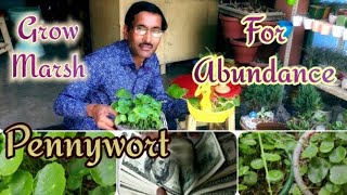 Grow Dollar Plant Marsh Pennywort for Abundance / Hydrocotyle vulgaris