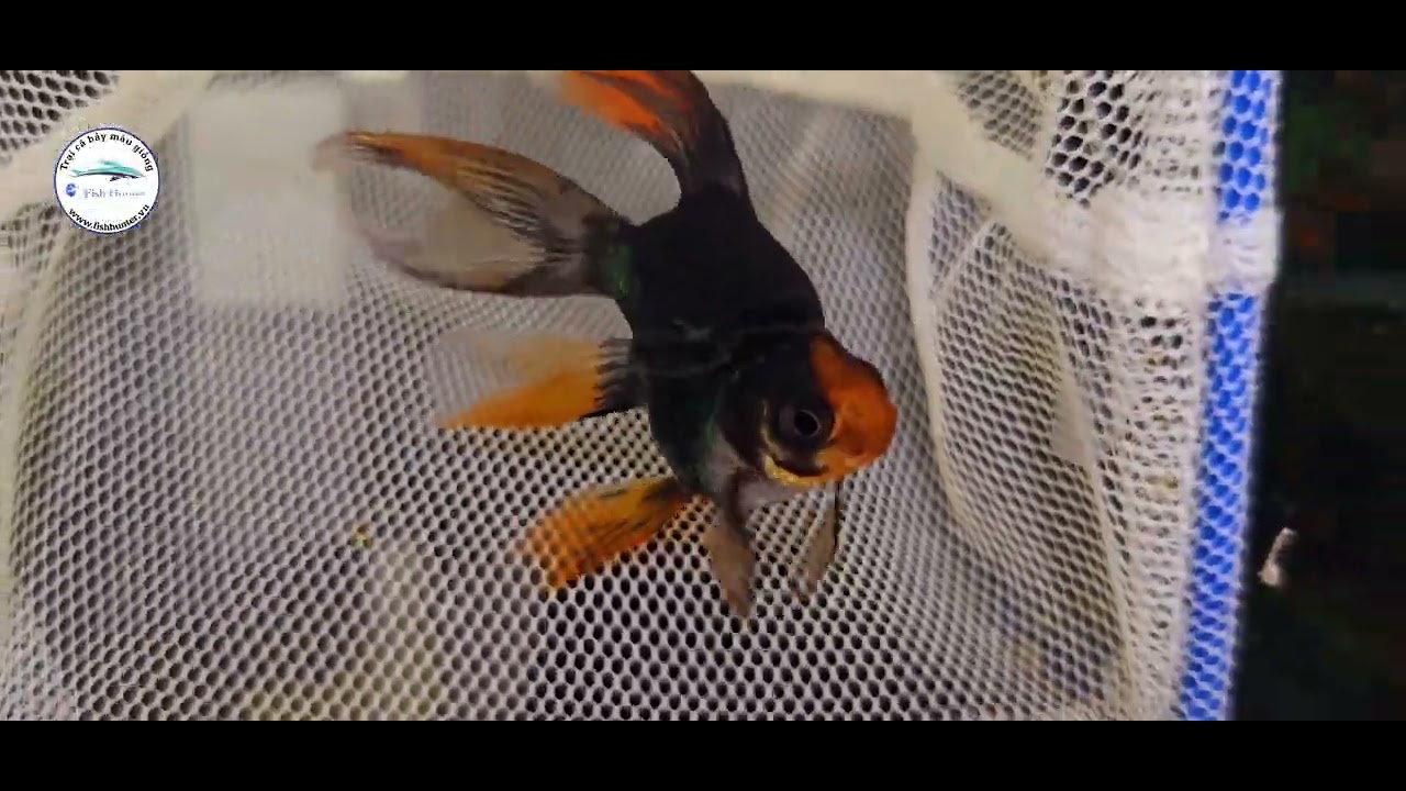 XECAN XANH SHORT LONGFIN | Trại Cá Cảnh Fishhunter || Chi nhánh Hà Nội ...