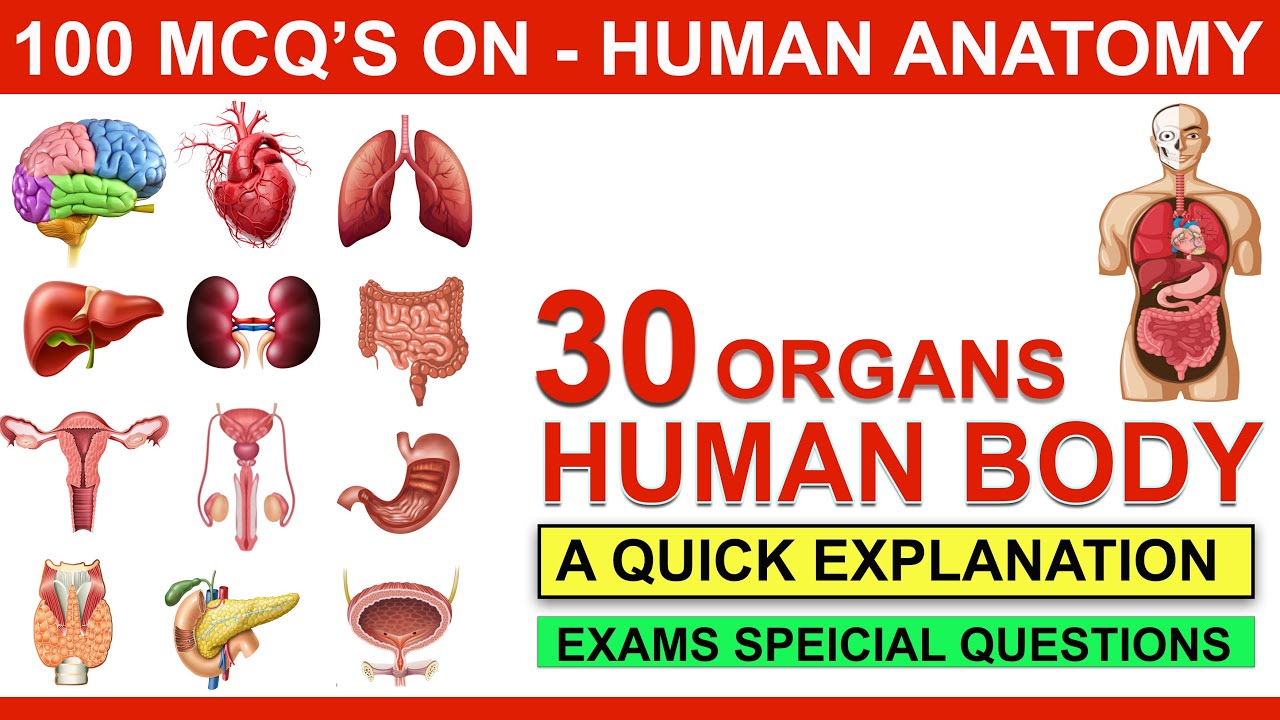 30 human body organs and thier functions | Organ systems of the Human ...