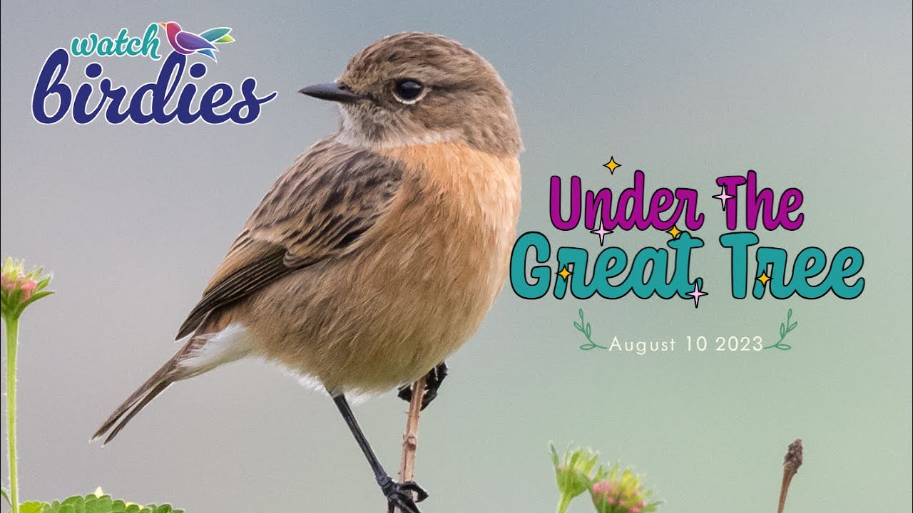 Watch Birdies: Under the Great Trees - For People & Pets to Relax ...