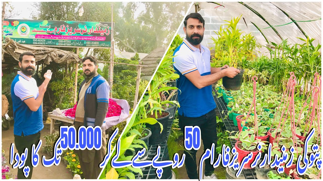 Pakistan Best Nursery Visit IN Pattoki🪴| Village life | Mehar Naveed ...
