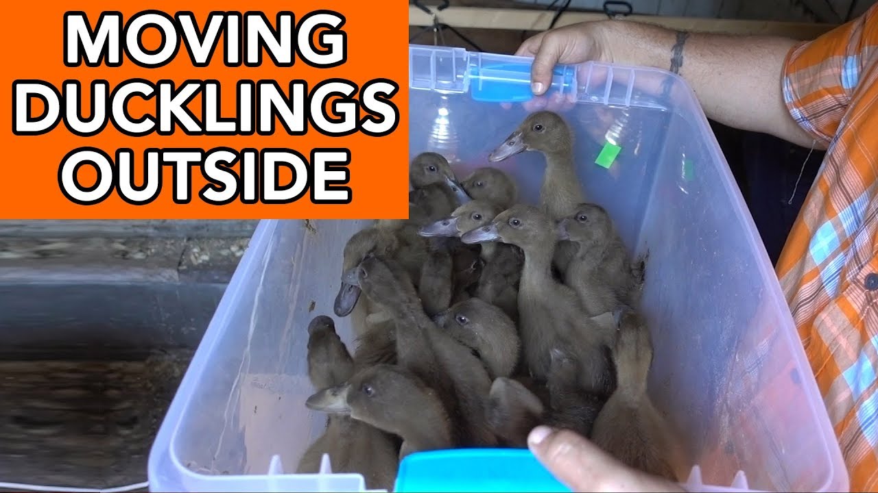 Moving Ducks Outside - YouTube