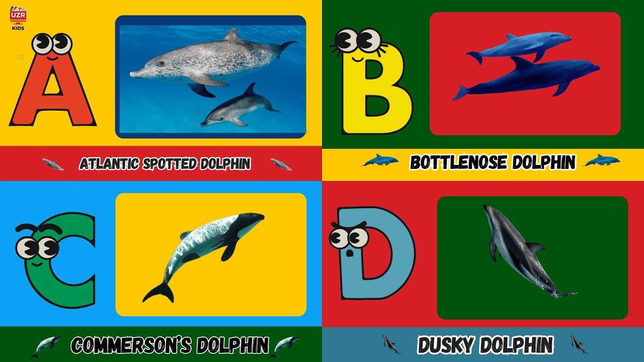 ABC Dolphin Song 🐬🌊 | Learn Ocean Animals A to Z | UZR Kids #abcd - YouTube