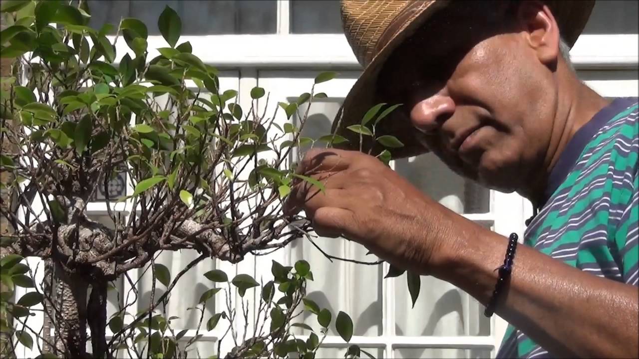 Bonsai Specimen Ficus Retusa - Tiger Bark tree, maintenance and care ...